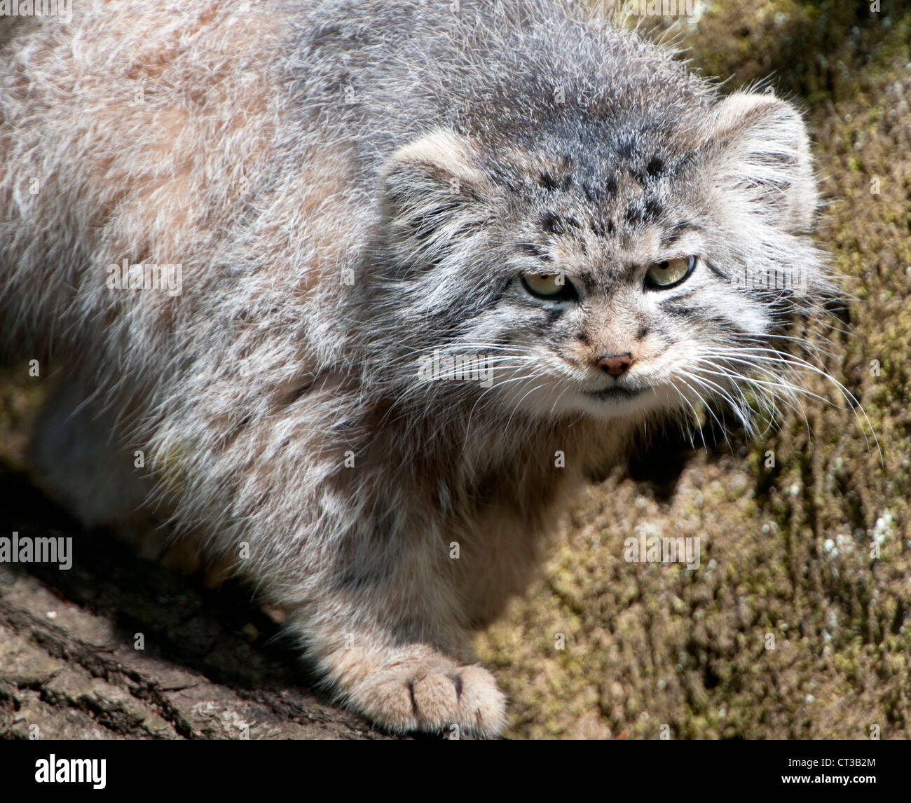 Pallas cat hi-res stock photography and images - Alamy