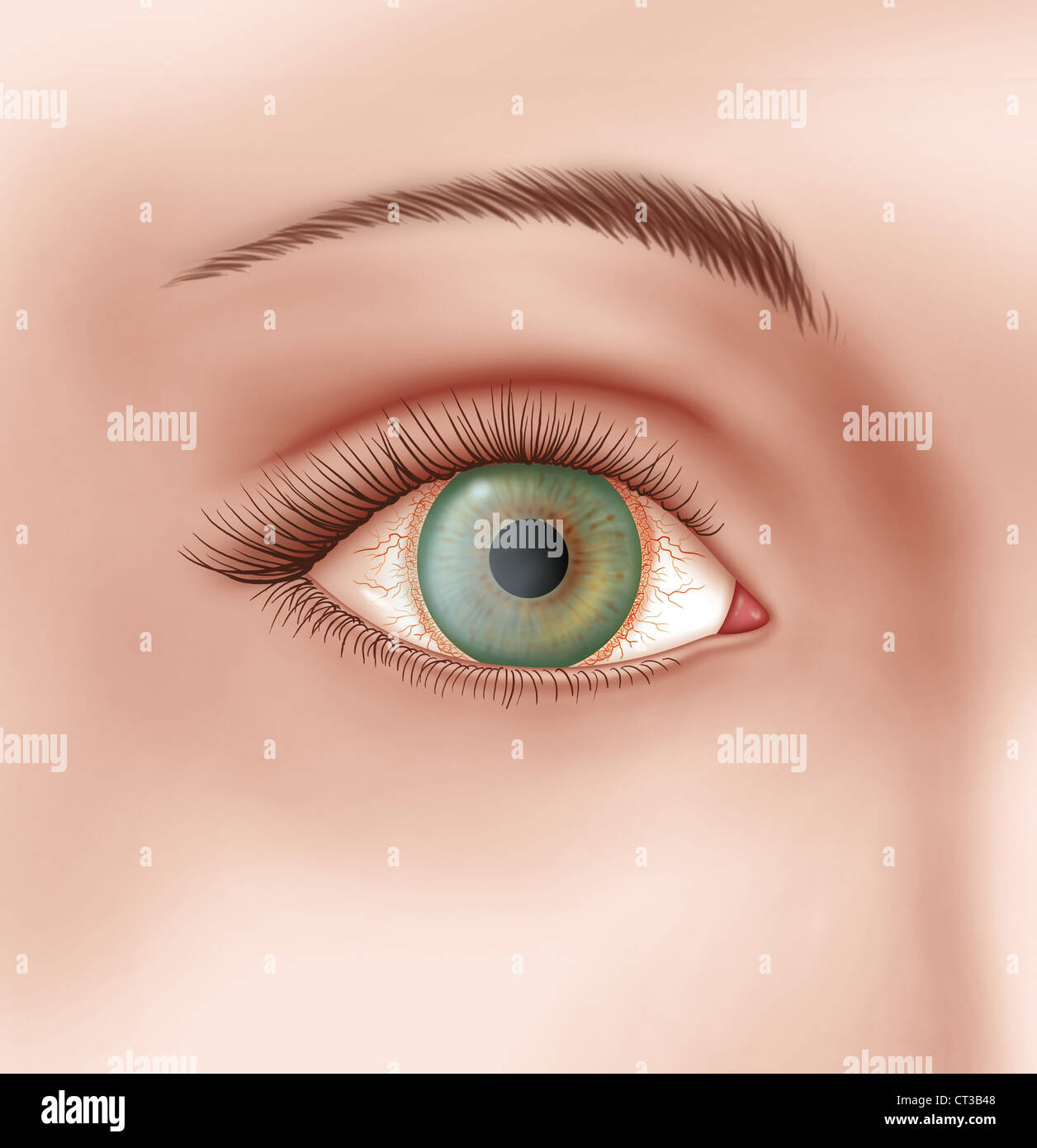 Pericorneal hi-res stock photography and images - Alamy