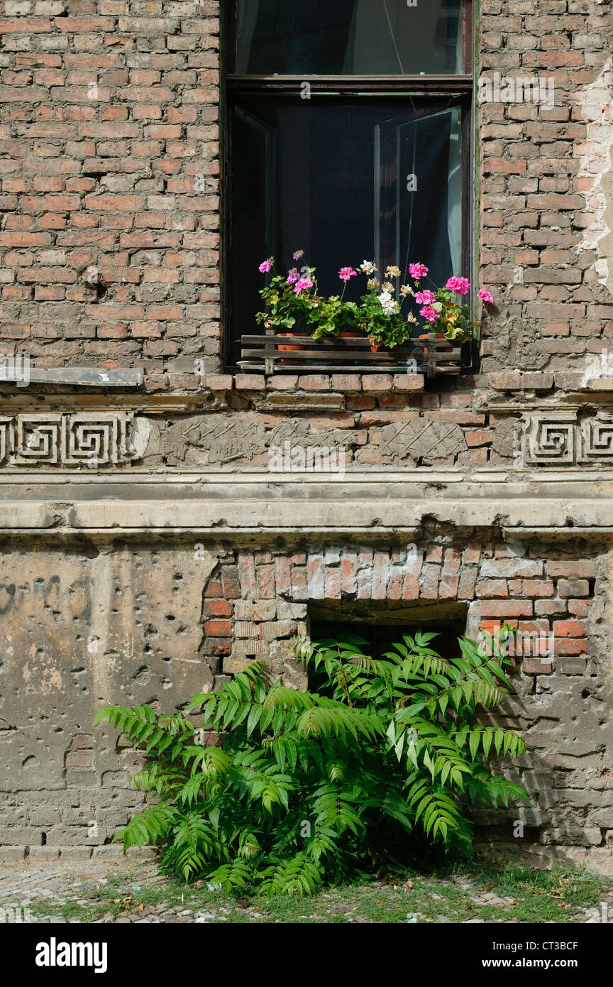 Ferns and flowers in front of the masonry in the open window Stock ...