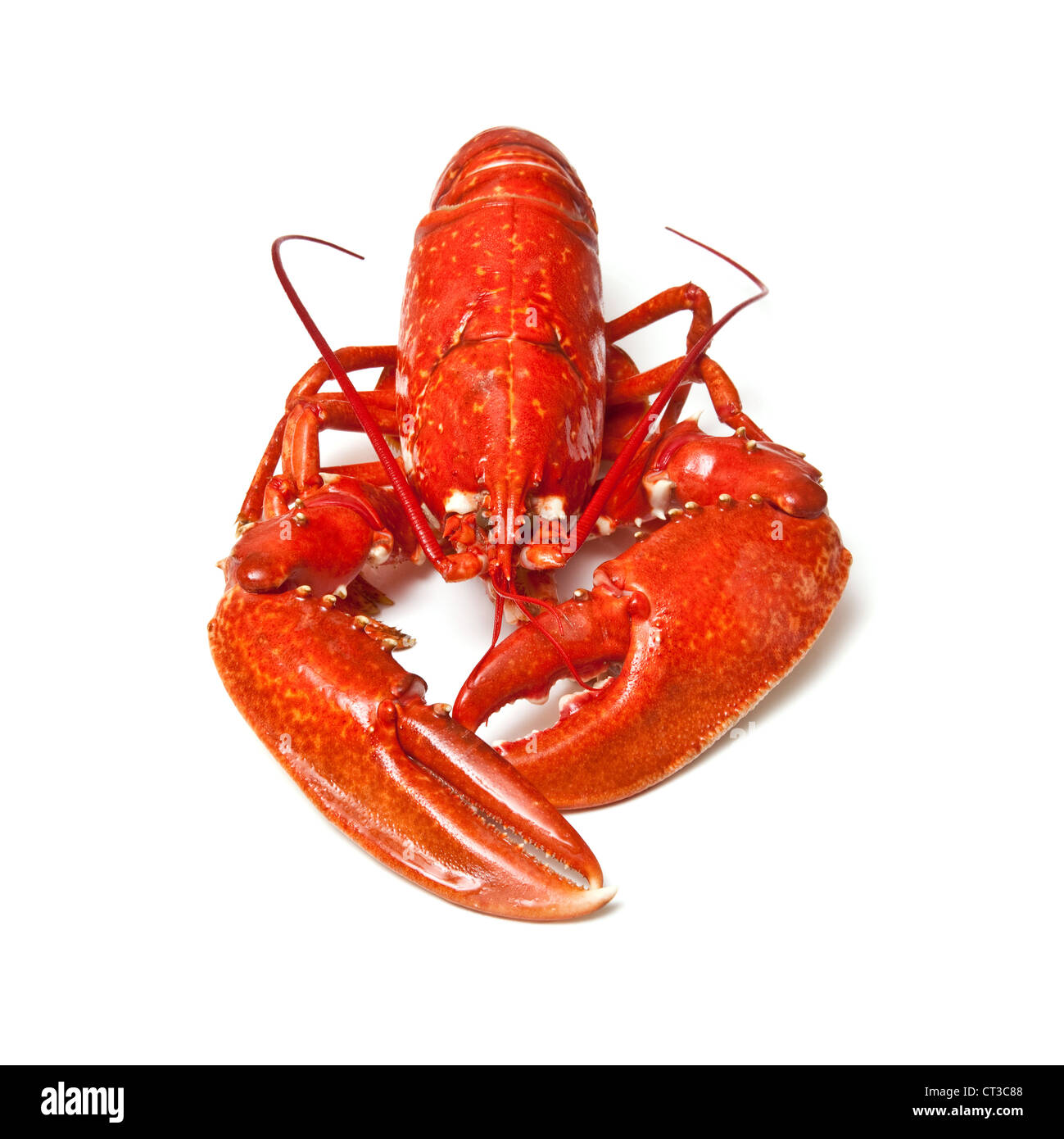 Cooked common European lobster isolated on a white studio background ...