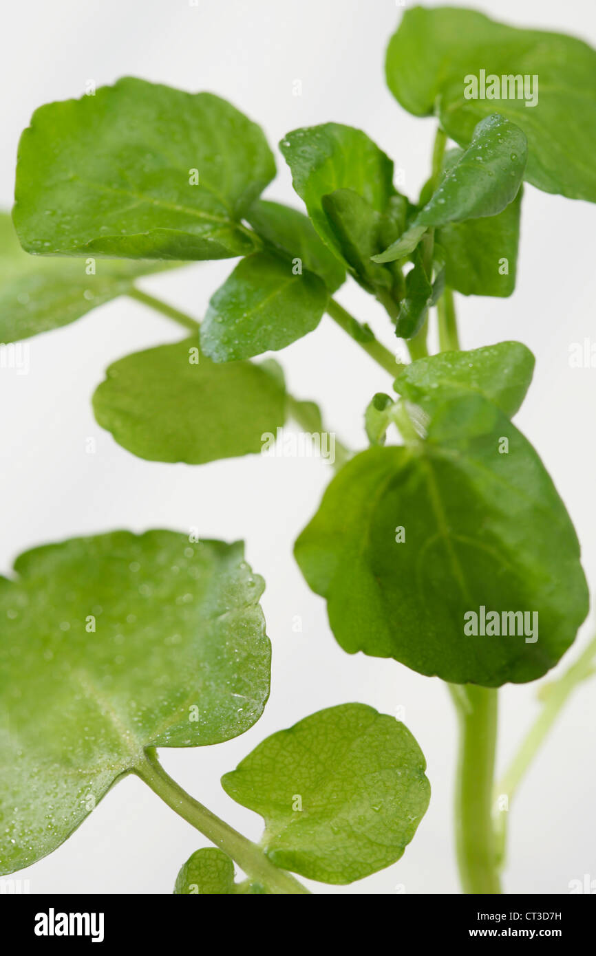 Watercress nasturtium officinale brassicaceae hi-res stock photography ...