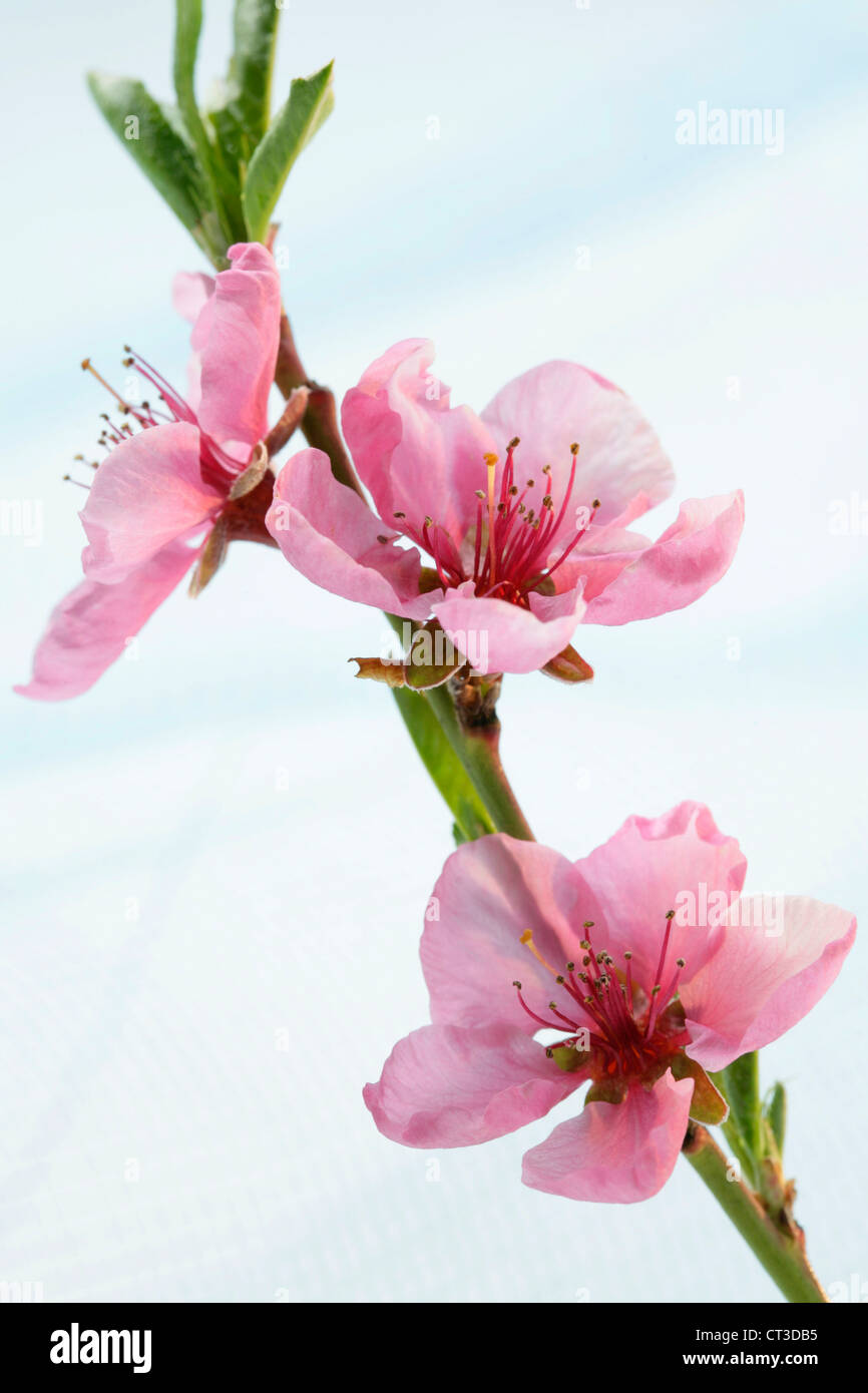 Peach flowerhead hi-res stock photography and images - Alamy