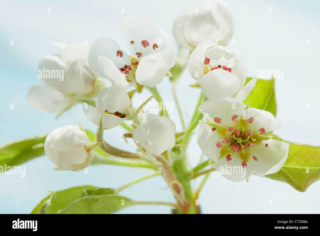 COMMON PEAR TREE Stock Photo - Alamy