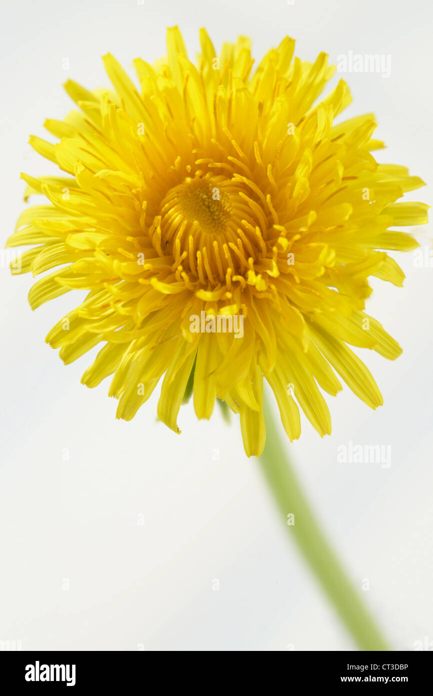 Common dandelion plant hi-res stock photography and images - Alamy