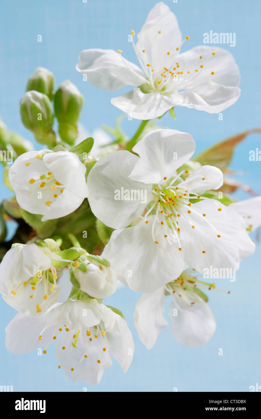 Cherry prunus sp trees flowering hi-res stock photography and images ...
