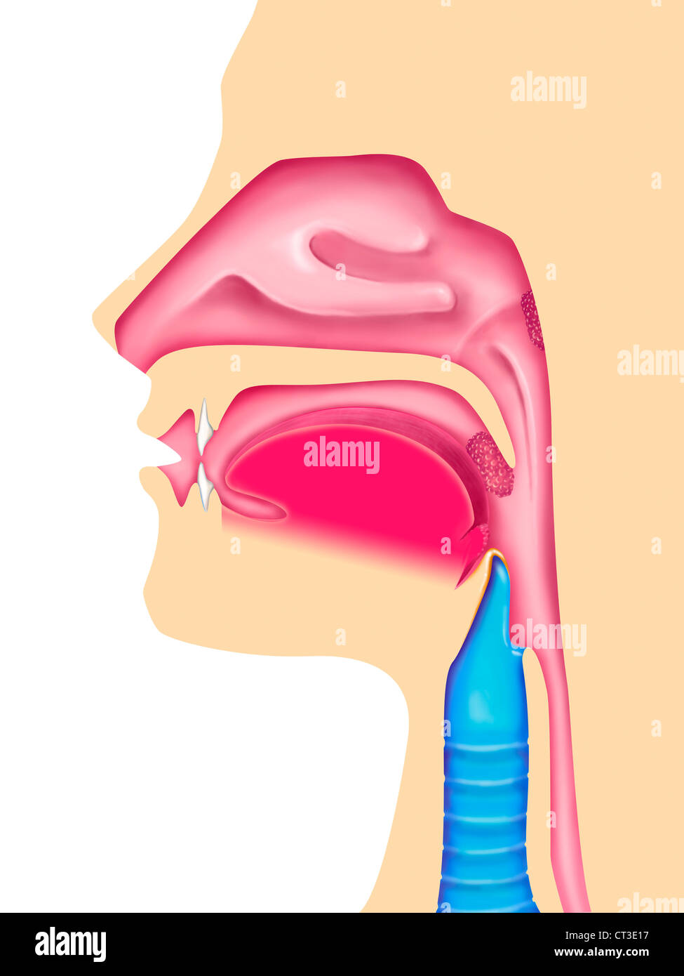 Ent hi-res stock photography and images - Alamy