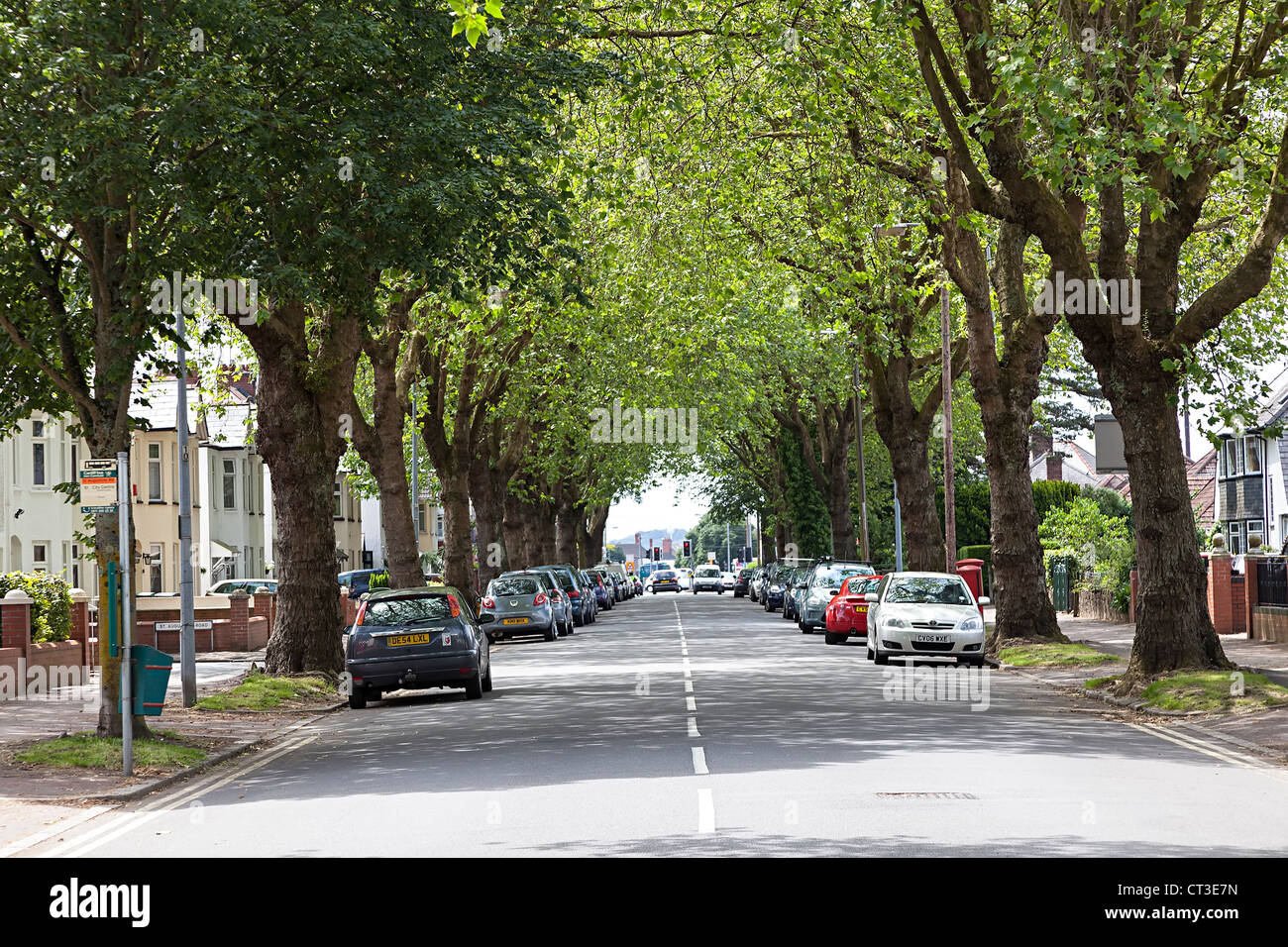 Suburban avenue of trees casting shade over parked cars in road ...