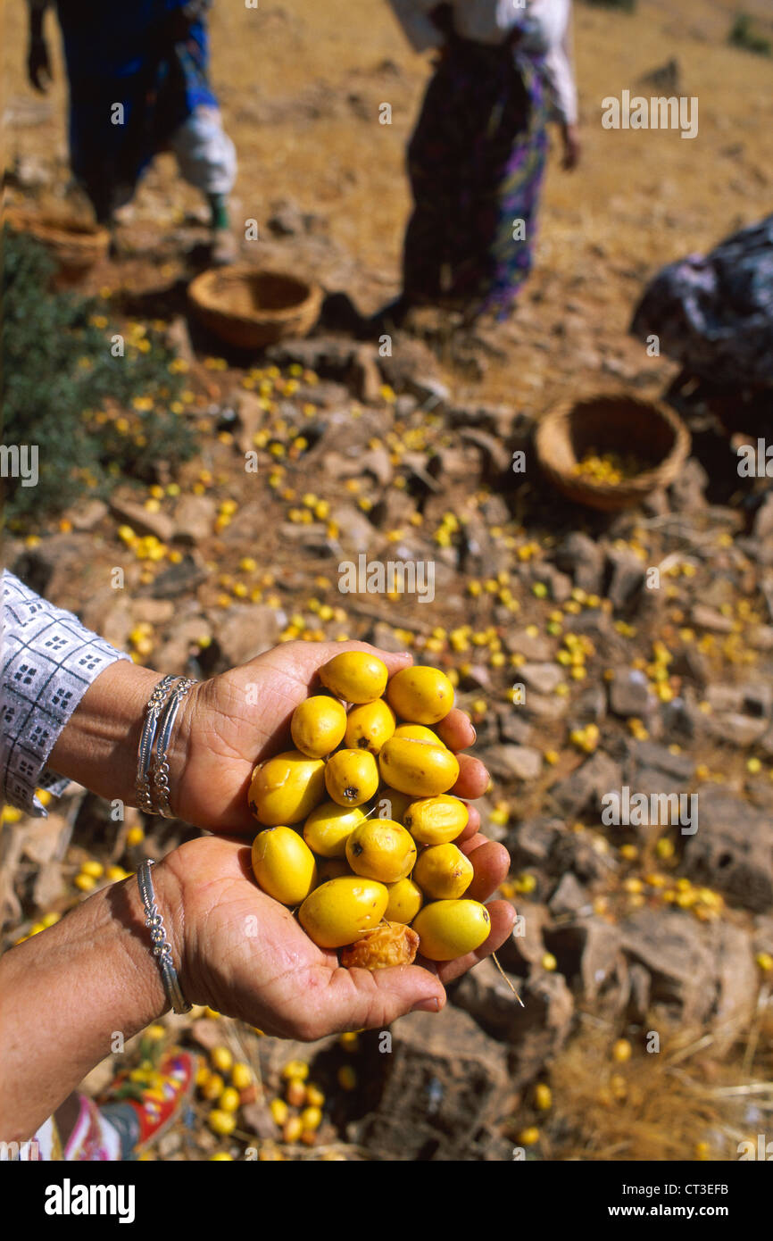Argan fruits harvest hi-res stock photography and images - Alamy