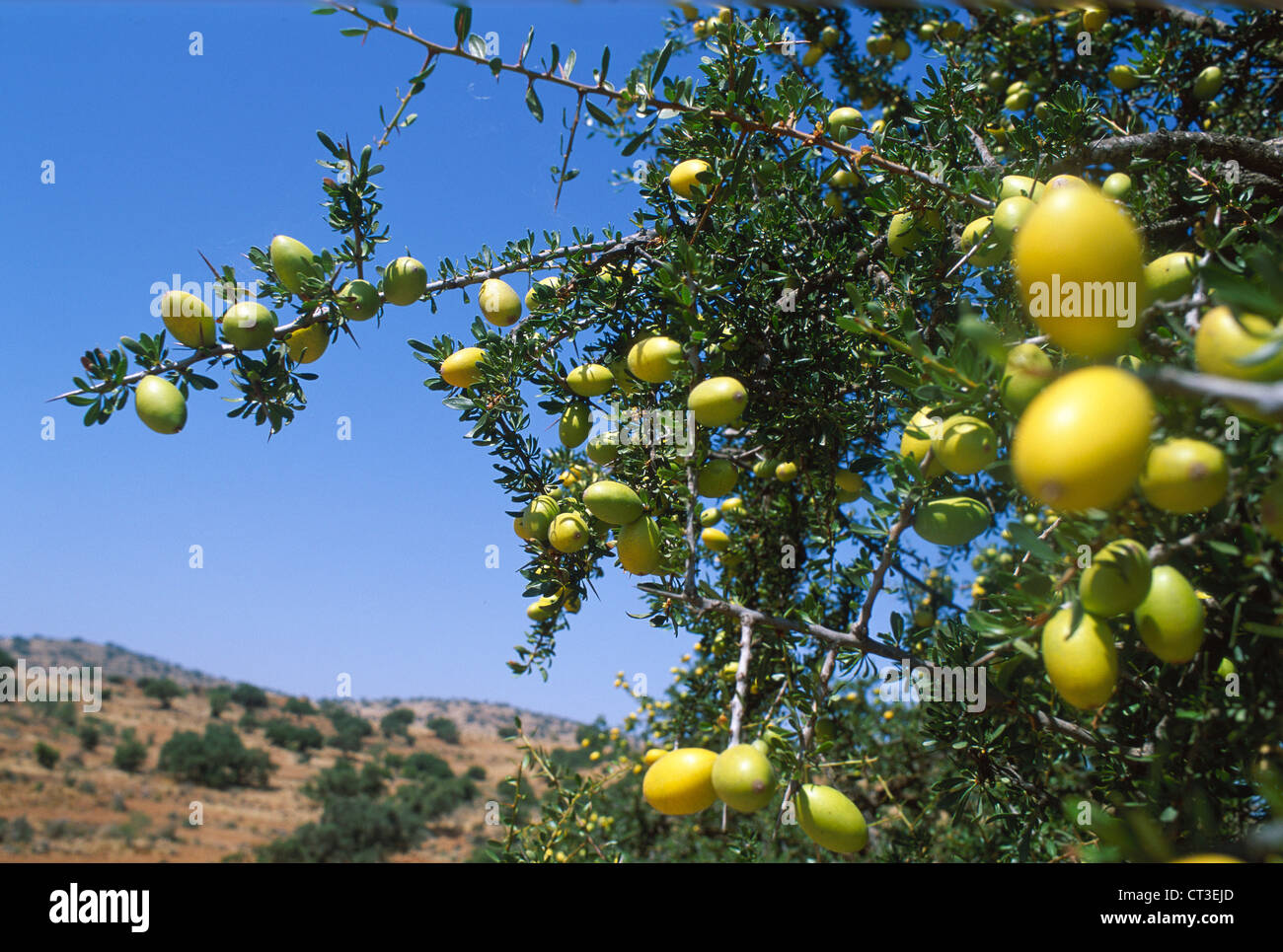 Argan fruits hi-res stock photography and images - Alamy
