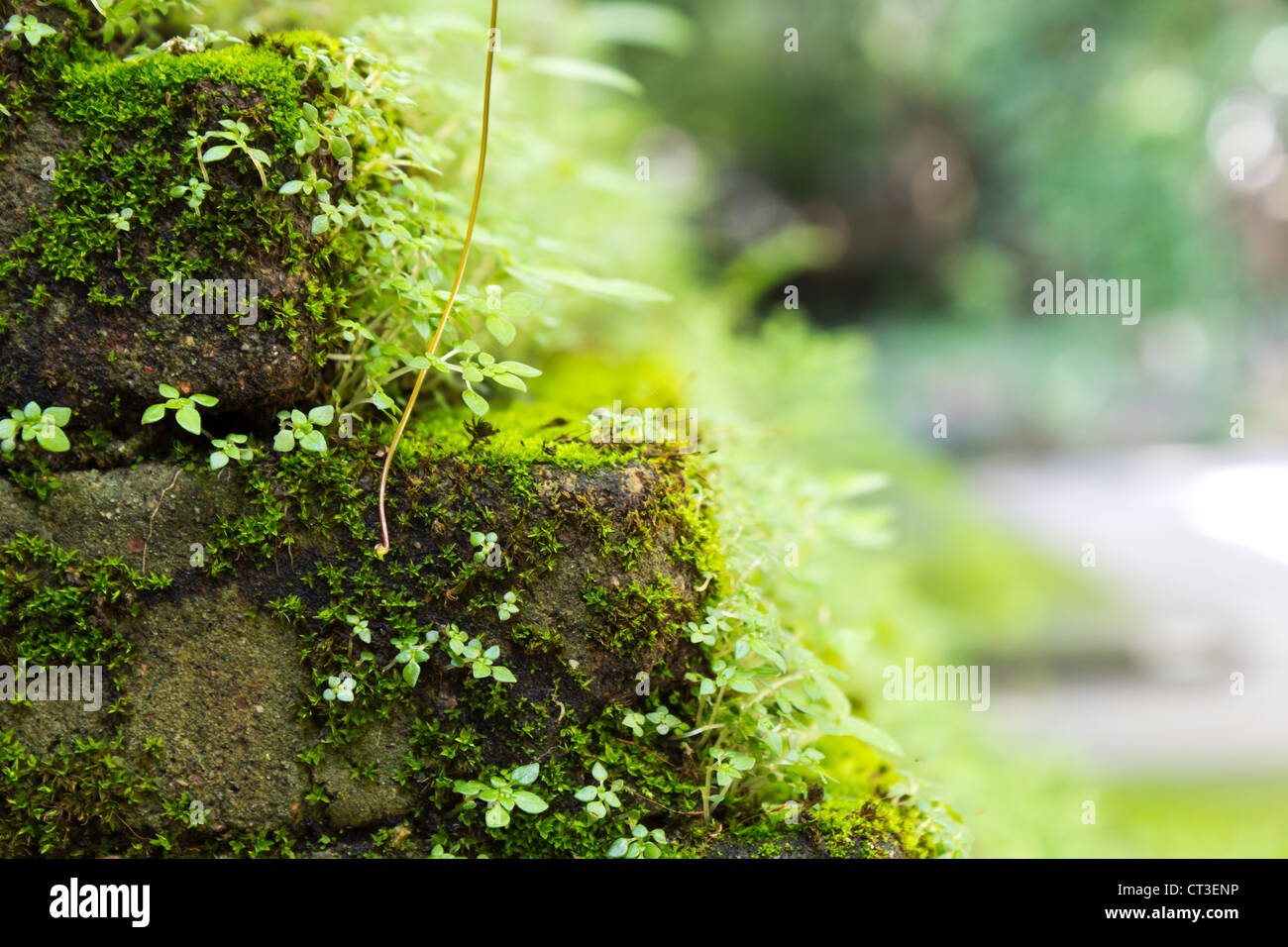 Walls bricks hi-res stock photography and images - Alamy