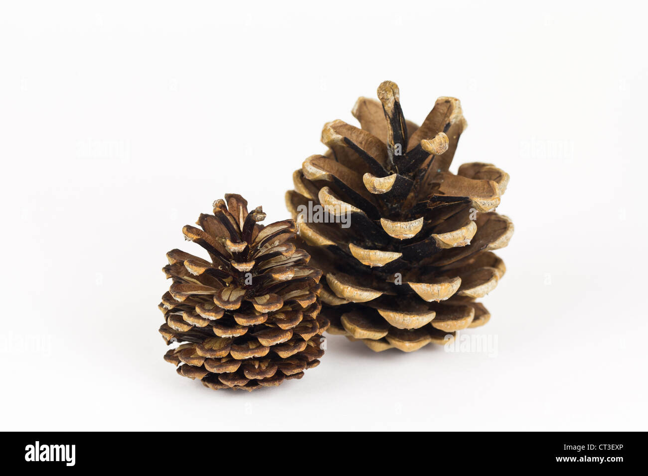 Cone trees hi-res stock photography and images - Alamy