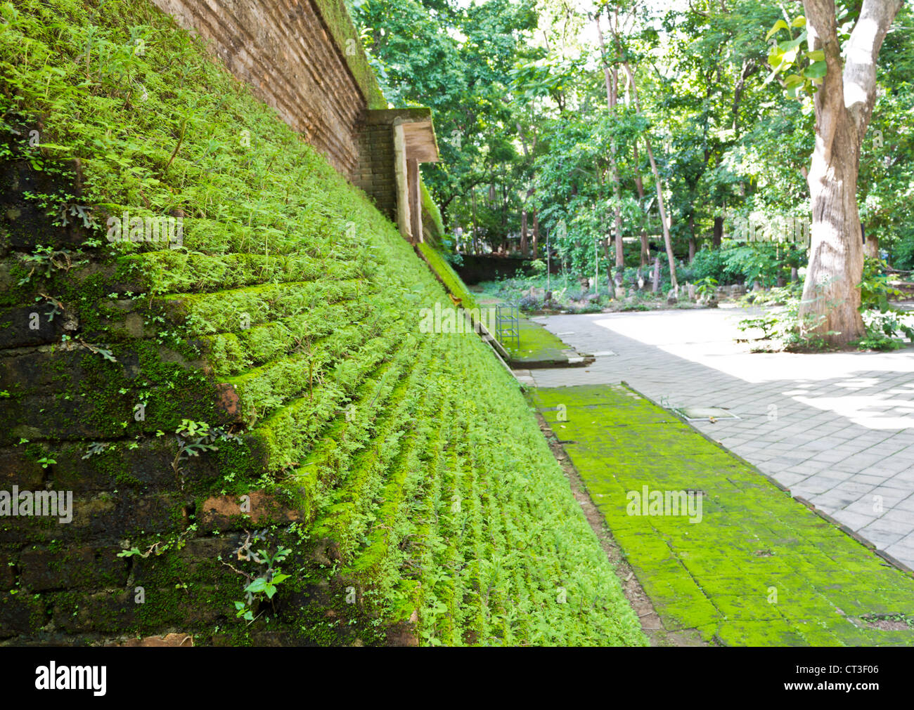 DOF Shot of the Green Grass Wall Stock Photo - Alamy