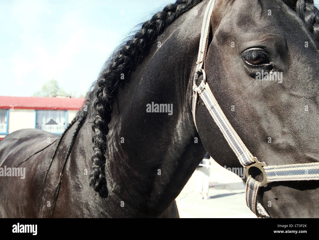 A circus horse Stock Photo - Alamy