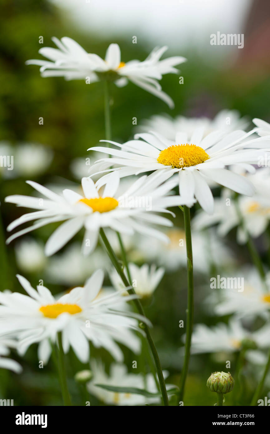 Closeup photo of a group of Daisies Stock Photo - Alamy