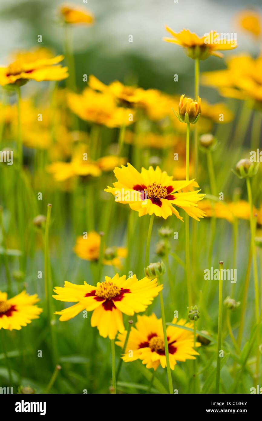Closeup photo of Lance-Leaved Tickseed flowers Stock Photo - Alamy
