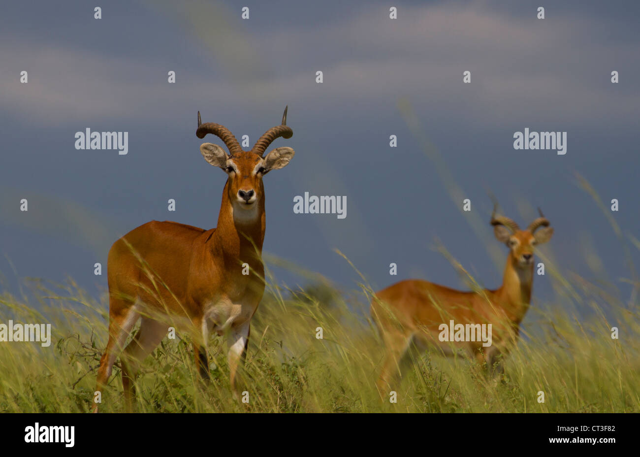 Female Uganda Kob (Kobus kob thomasi) with fawn, Murchison Falls ...