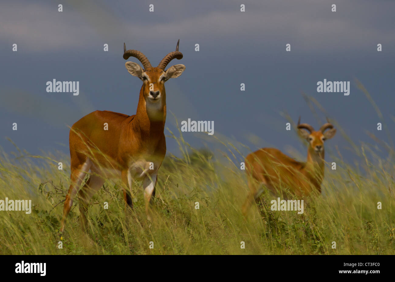 Female Uganda Kob (Kobus kob thomasi) with fawn, Murchison Falls ...