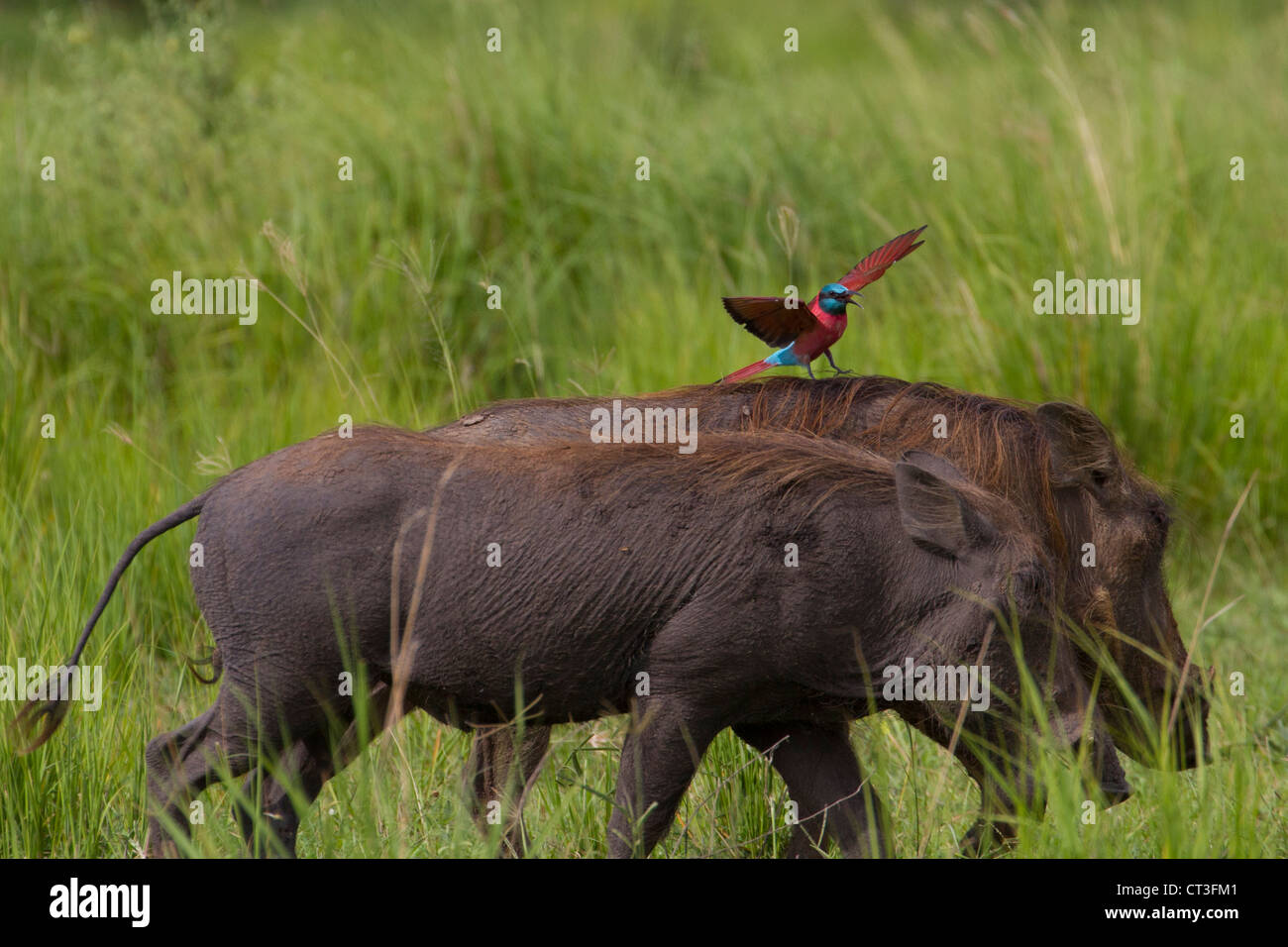 Northern Carmine Bee-eater (Merops nubicus) on Warthog's (Phacochoerus ...
