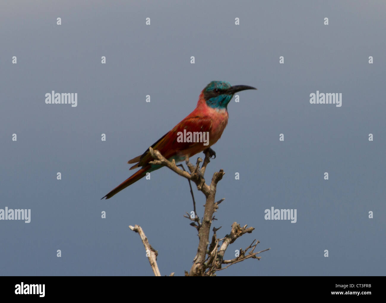 Northern carmine bee eater hi-res stock photography and images - Alamy