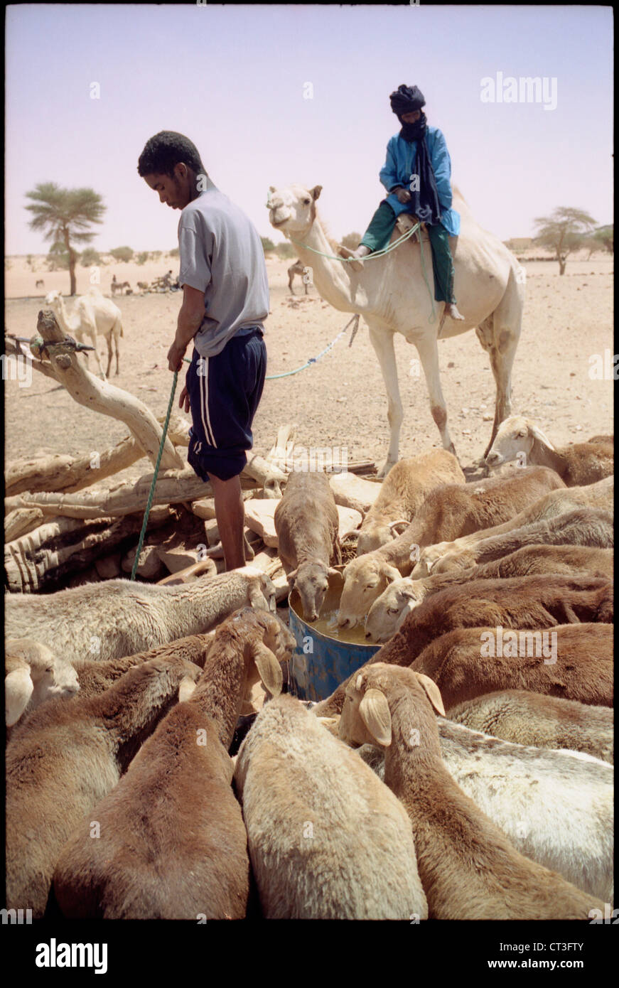 Sheep africa mali hi-res stock photography and images - Alamy