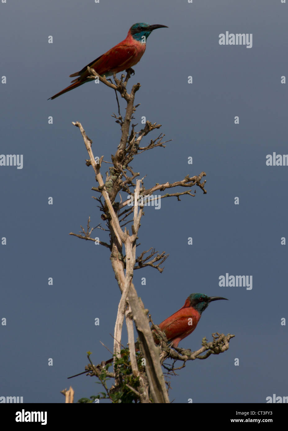 Two Northern Carmine Bee-eaters (Merops nubicus), Murchison Falls ...