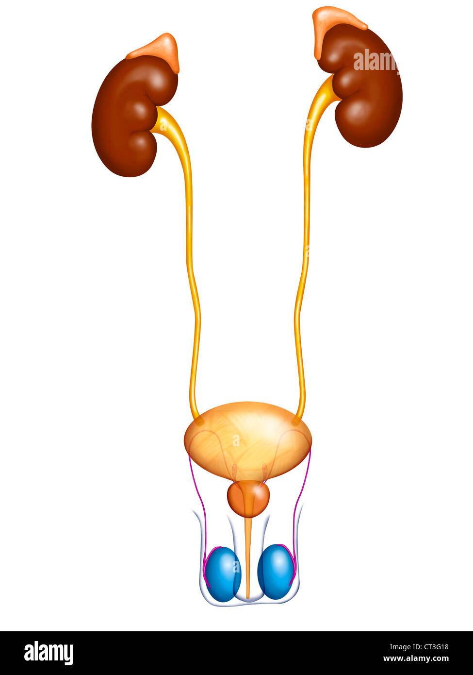 Male genital drawing Cut Out Stock Images & Pictures - Alamy