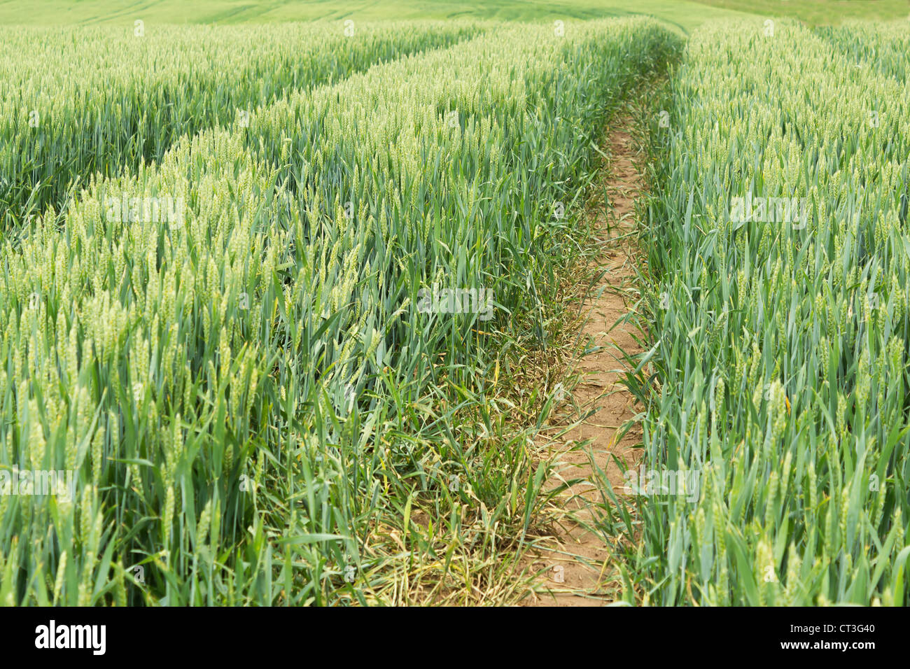 detail of organic green grains in summer time Stock Photo - Alamy
