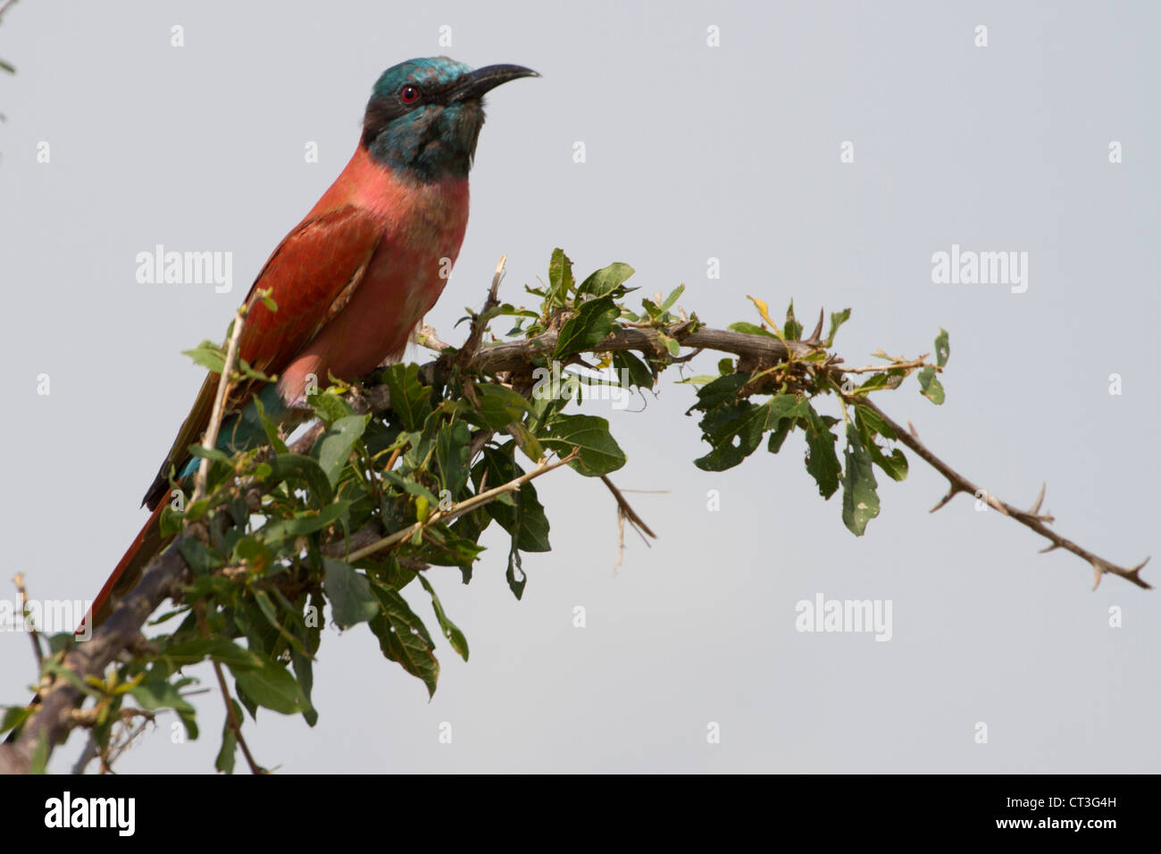 Carmine bee eater hi-res stock photography and images - Alamy