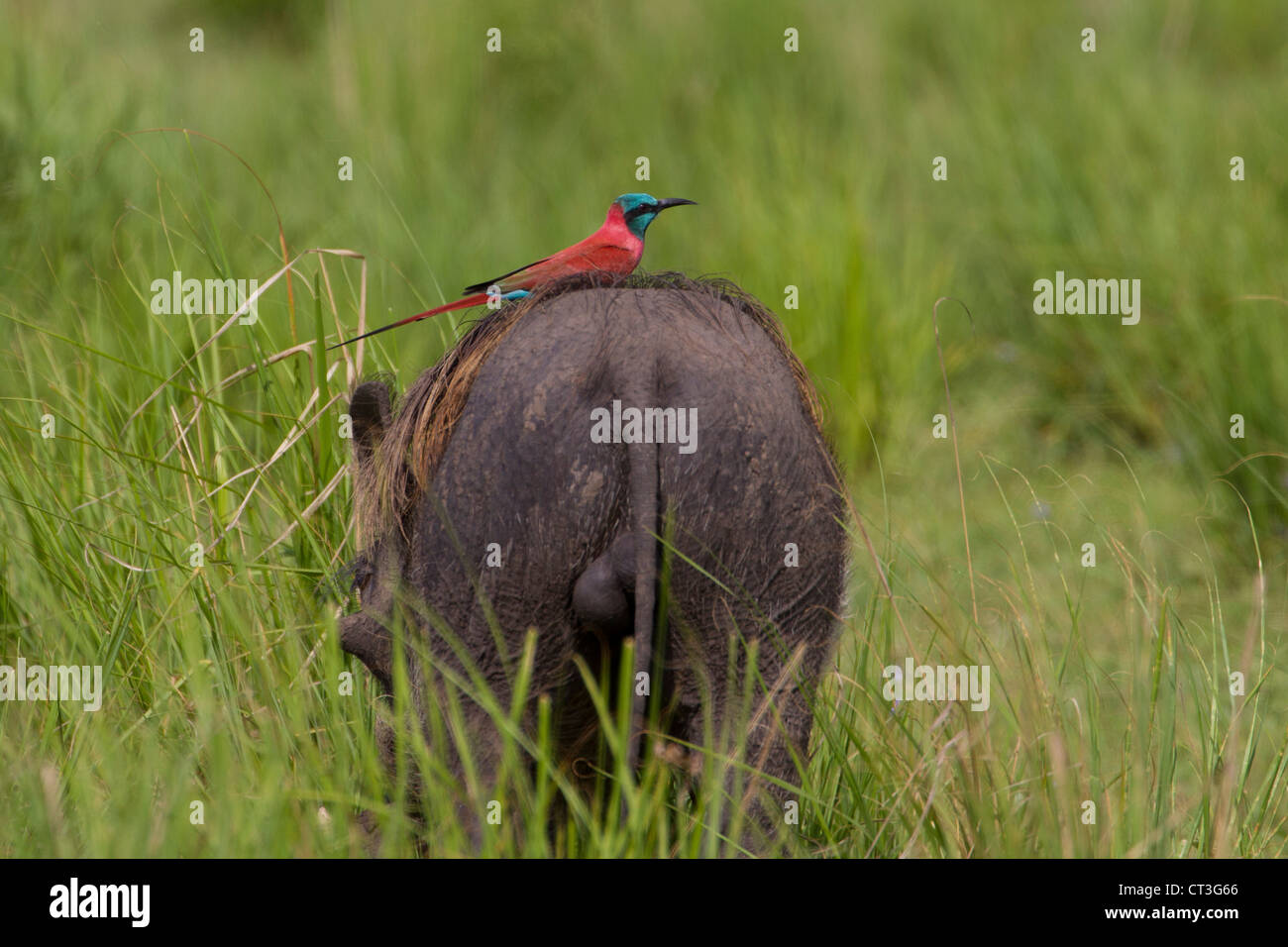 Northern Carmine Bee-eater (Merops nubicus) on Warthog's (Phacochoerus ...