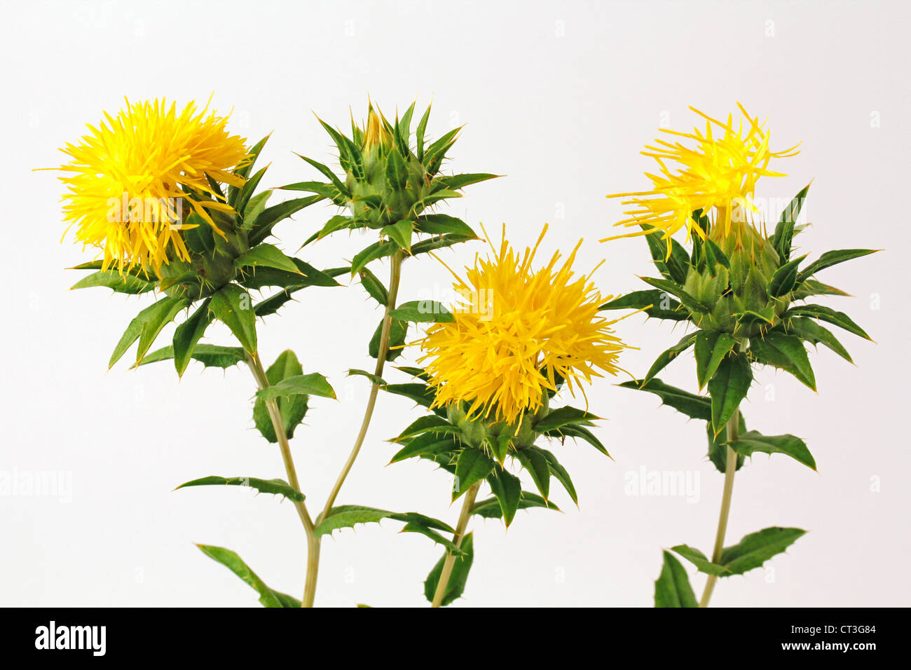 Safflower. Carthamus tinctorius Stock Photo - Alamy