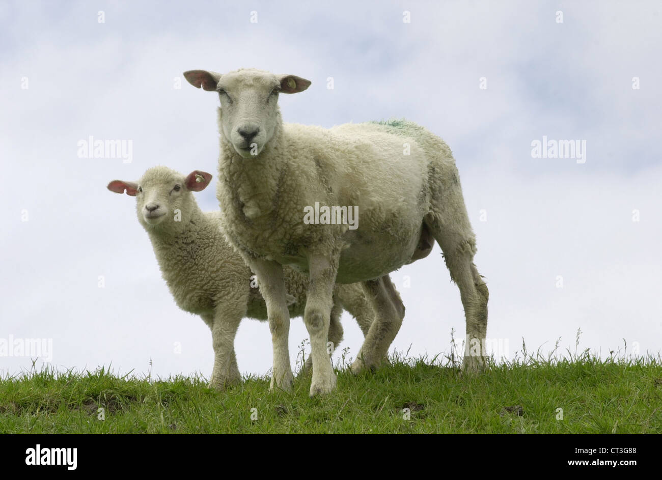 Sheep on a dyke Stock Photo - Alamy Sheep on a dyke Stock Photo - Alamy