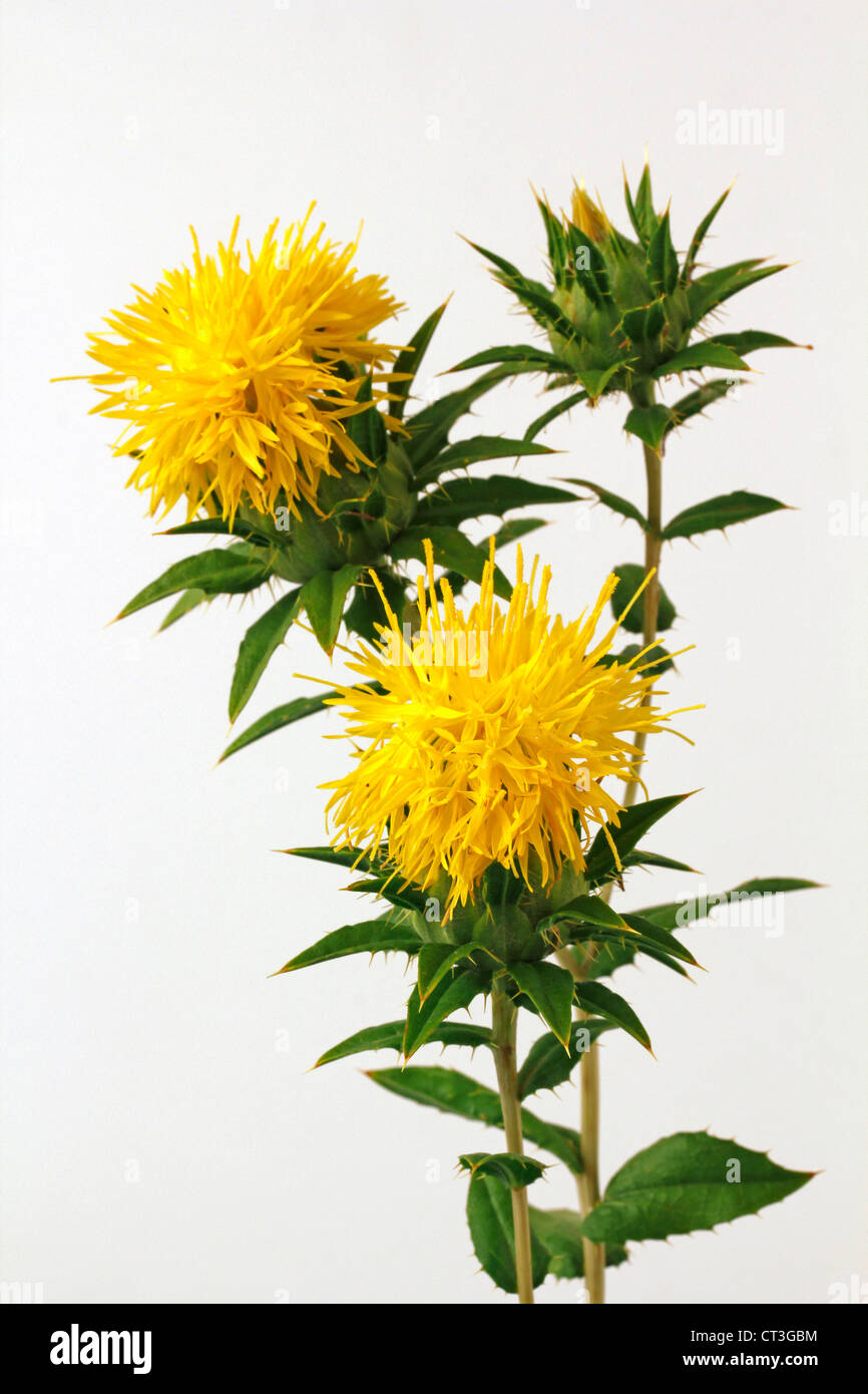 Safflower seeds hi-res stock photography and images - Alamy