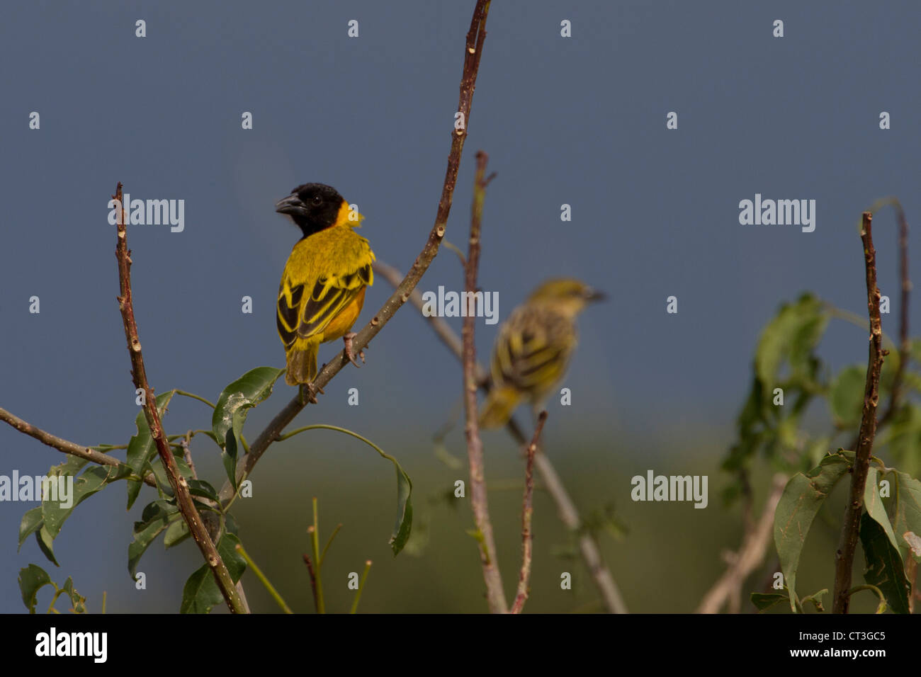Lesser mased weaver hi-res stock photography and images - Alamy