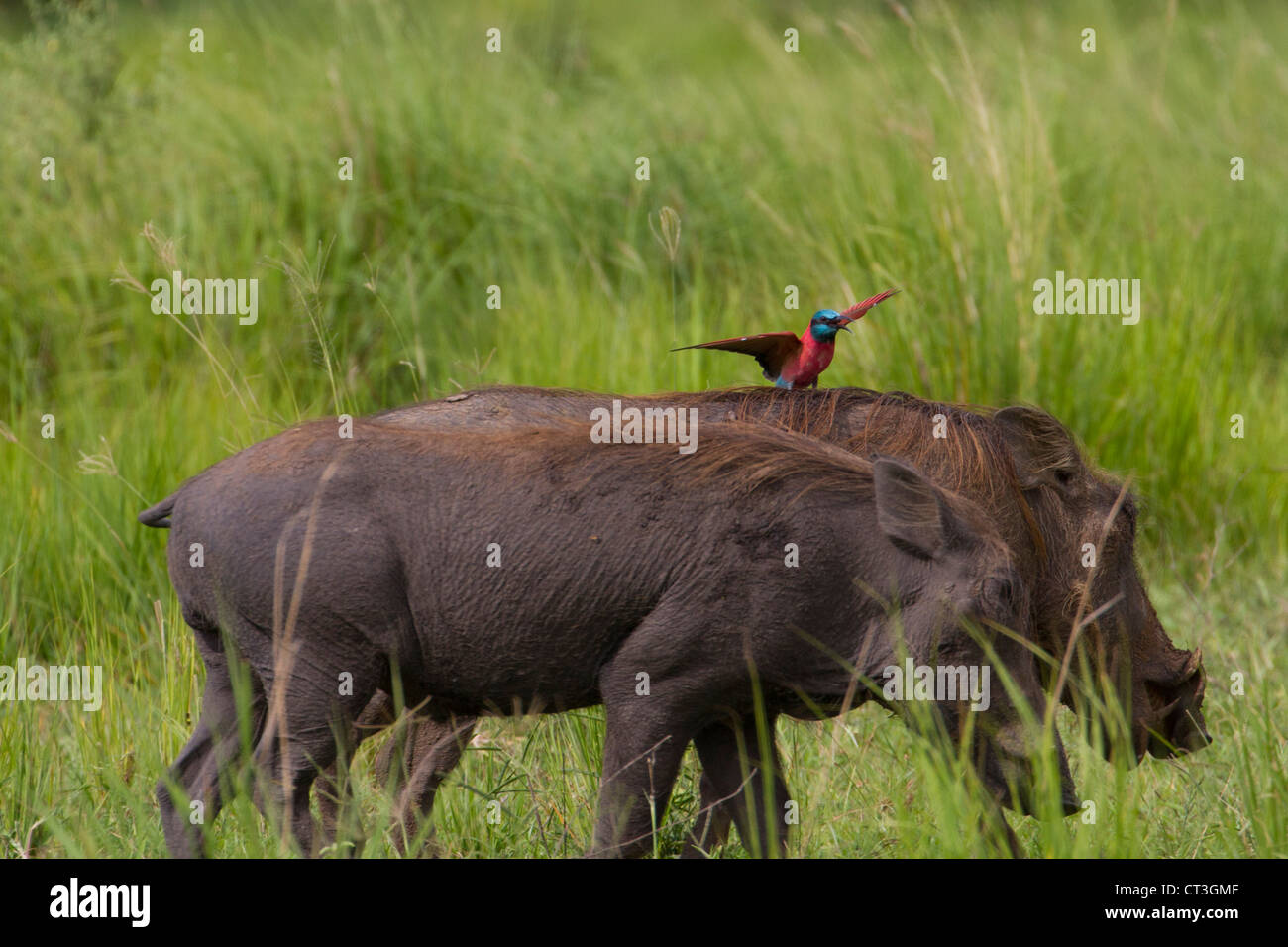 Northern Carmine Bee-eater (Merops nubicus) on Warthog's (Phacochoerus ...