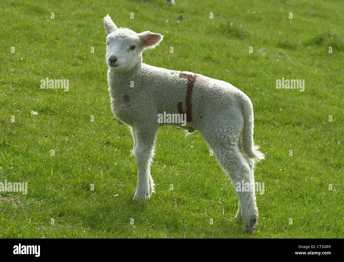 The passover lamb hi-res stock photography and images - Alamy