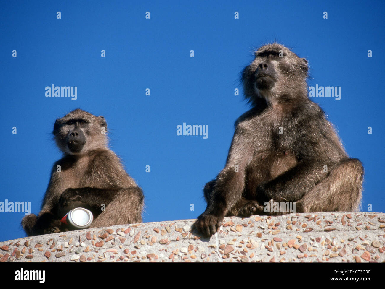 Cape Point baboons sitting in front of a blue sky on a wall Stock Photo ...