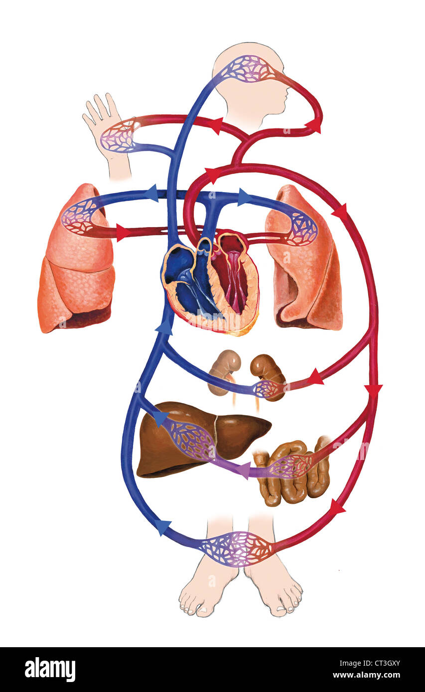BLOOD CIRCULATION, ILLUSTRATION Stock Photo - Alamy
