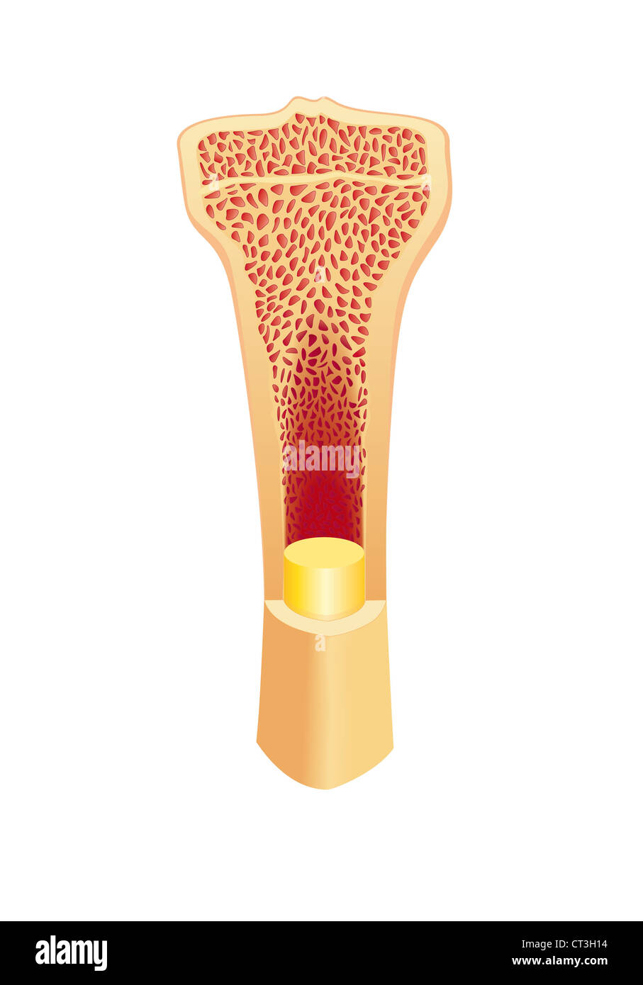 Compact Bone Tissue Stock Photos & Compact Bone Tissue Stock Images - Alamy