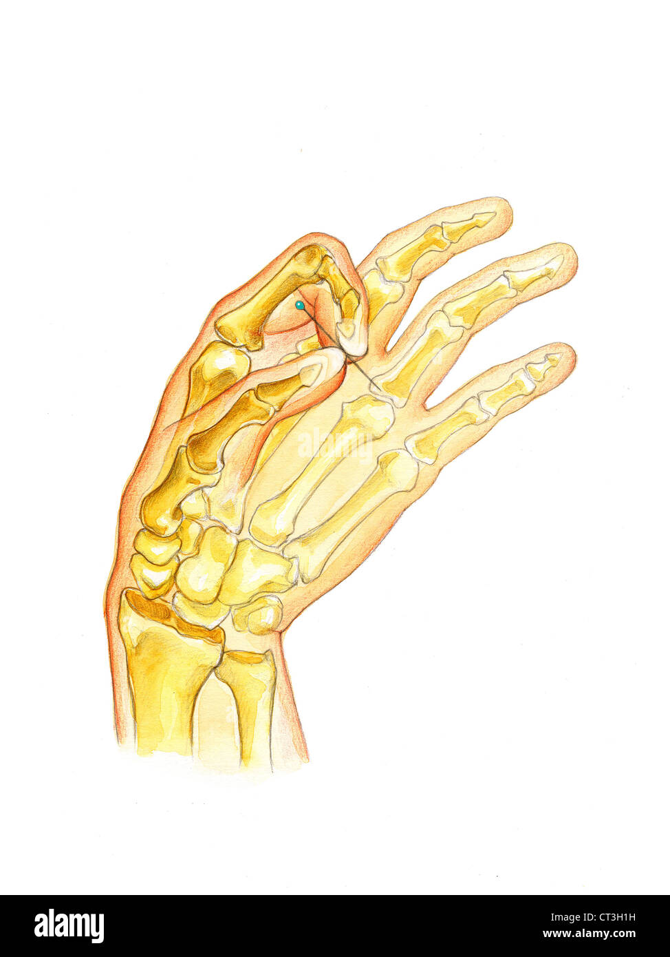 Skeleton first Cut Out Stock Images & Pictures - Alamy