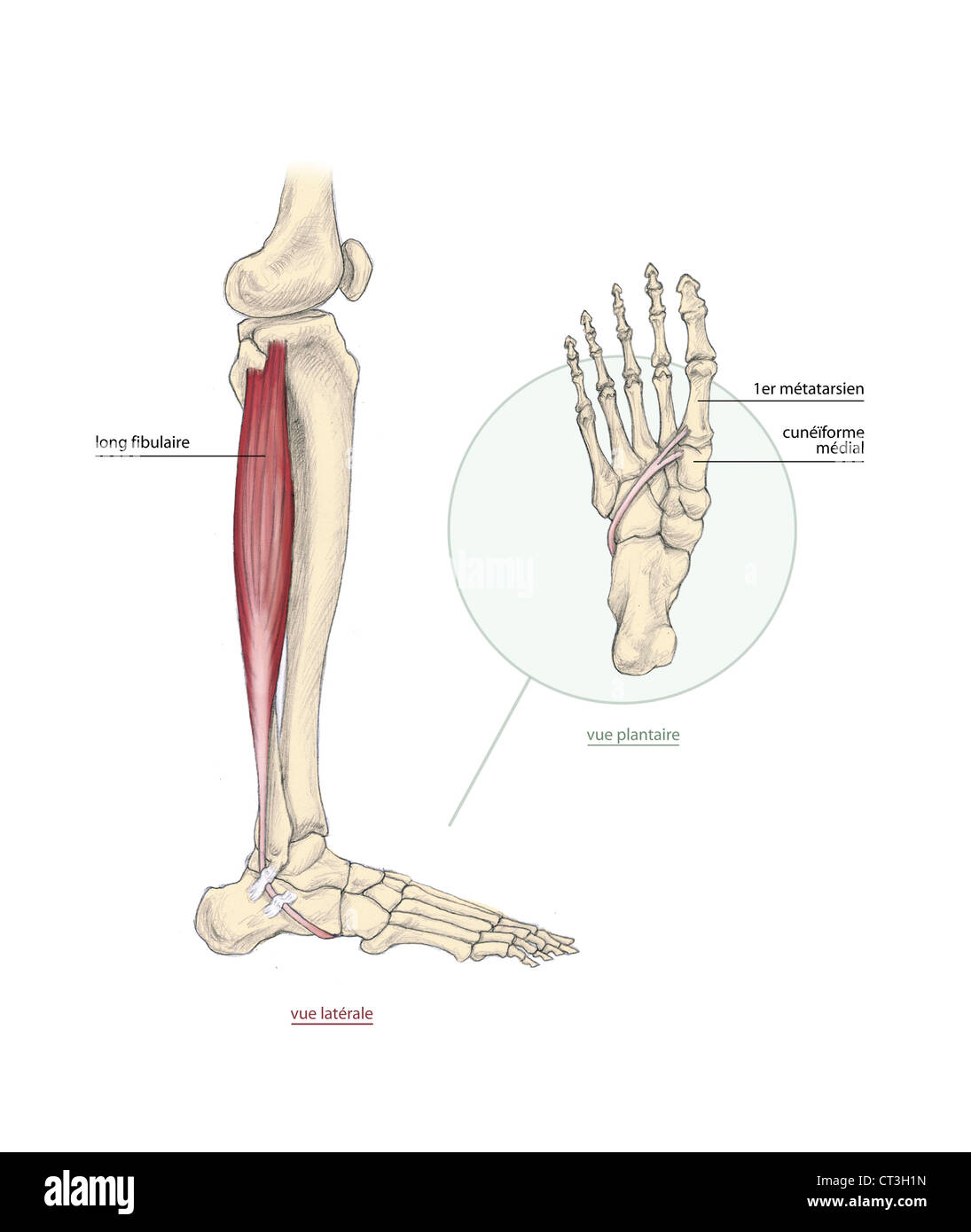 Tibia drawing hi-res stock photography and images - Alamy