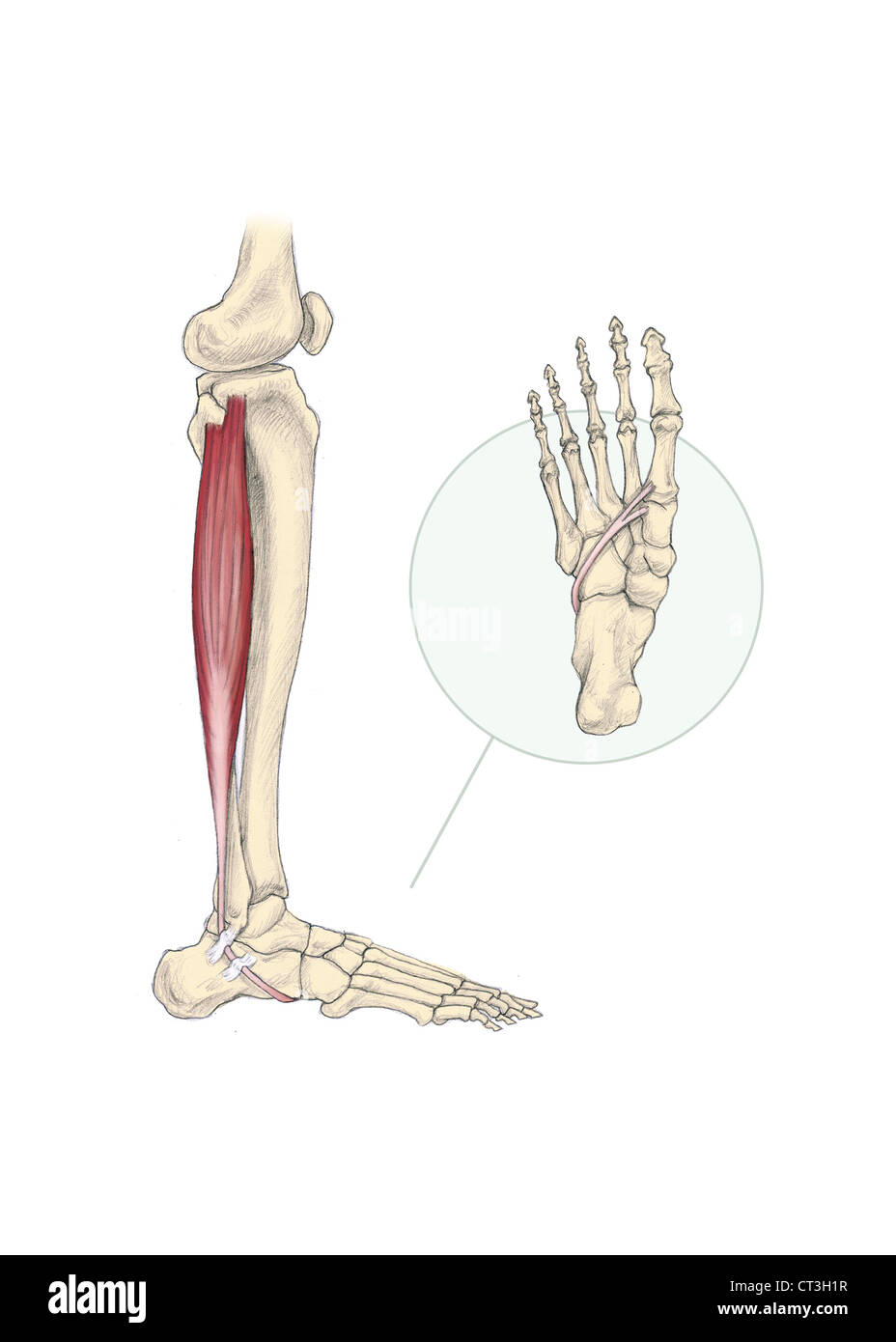 Tibia drawing hi-res stock photography and images - Alamy