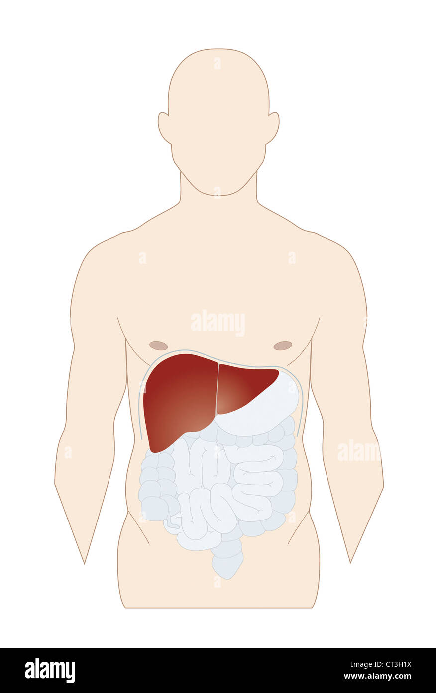 Liver anatomy drawing hi-res stock photography and images - Alamy