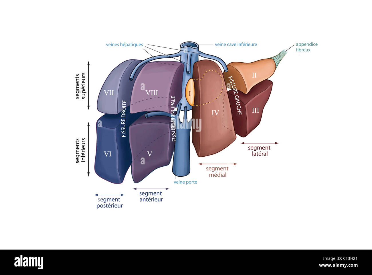 Liver lobes hi-res stock photography and images - Alamy