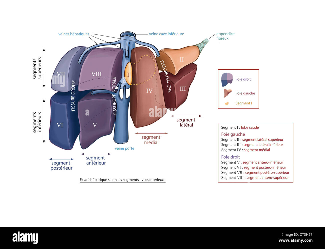 Liver Lobes High Resolution Stock Photography and Images - Alamy