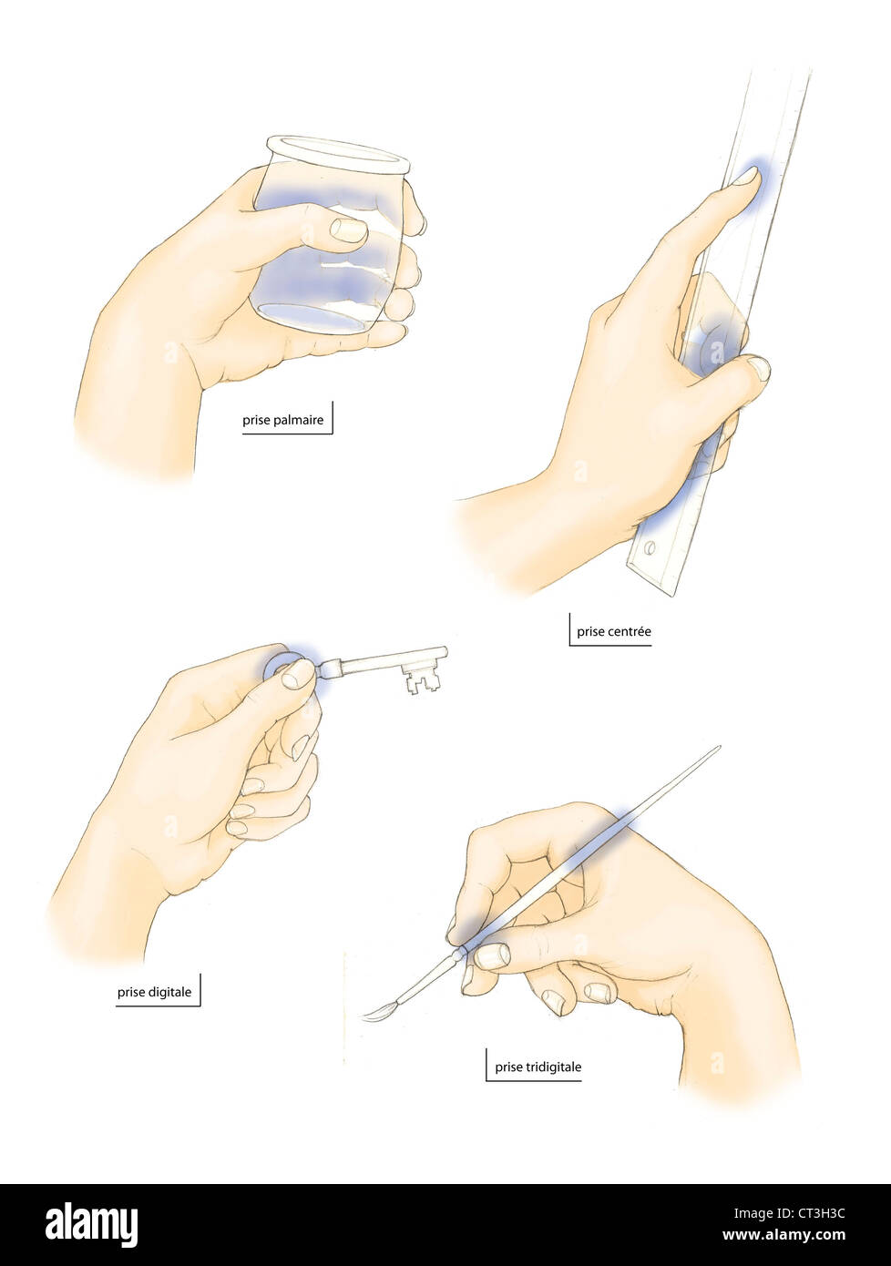 Precise illustration Cut Out Stock Images & Pictures - Alamy