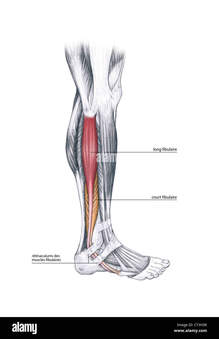 Peroneus longus hi-res stock photography and images - Alamy