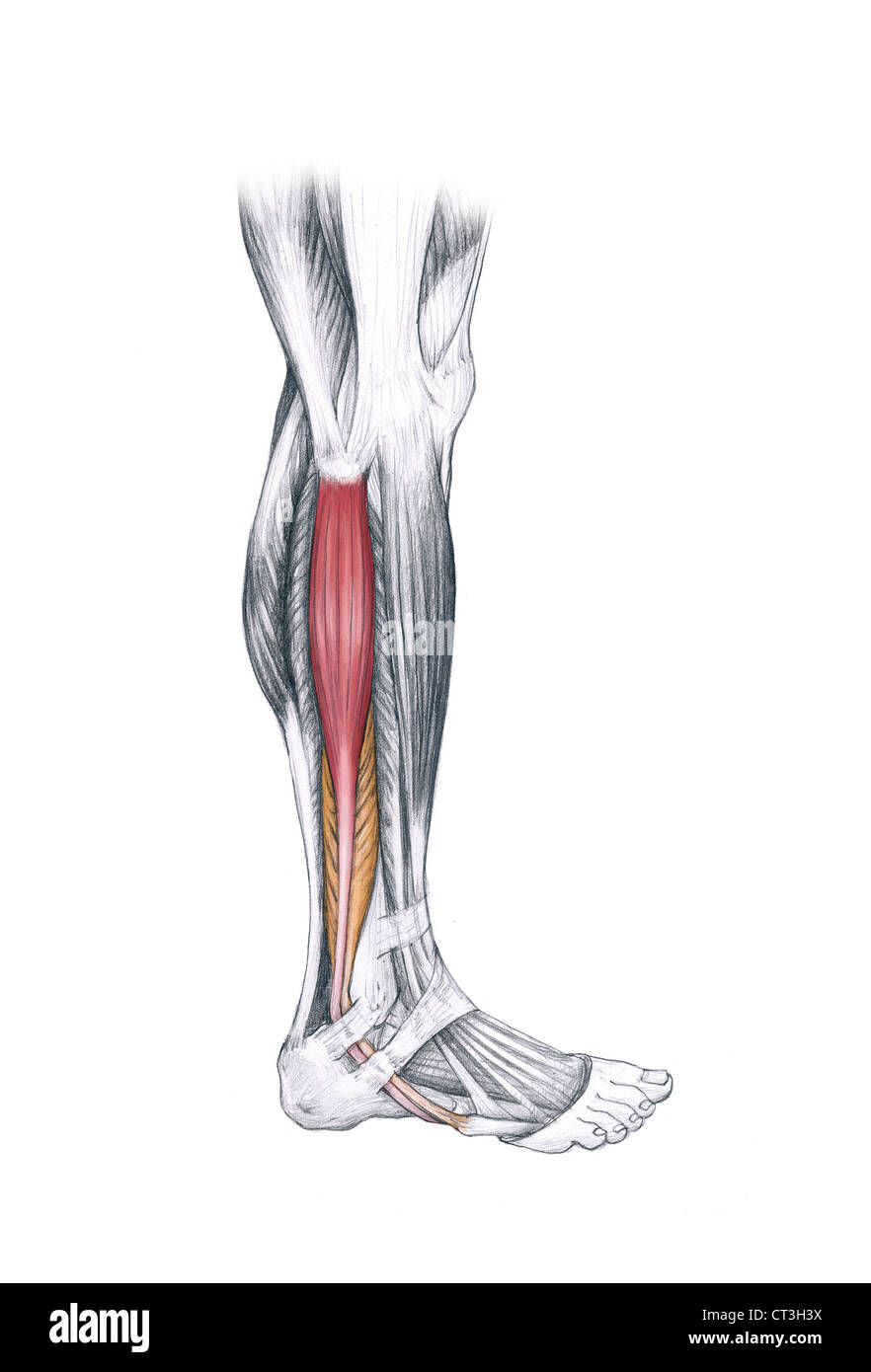 Tibia drawing hi-res stock photography and images - Alamy