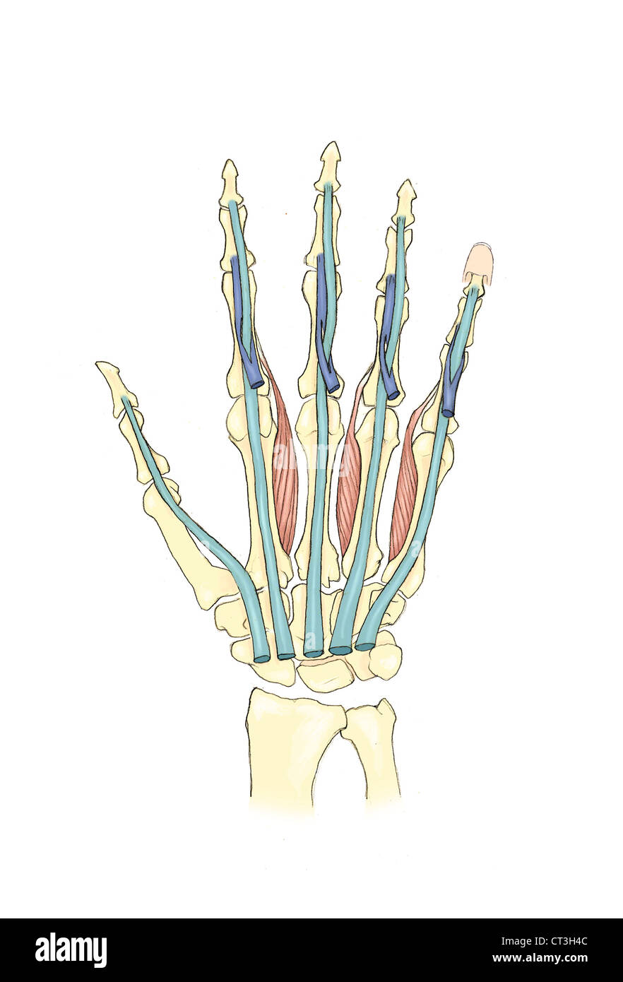Hand distal phalanges hi-res stock photography and images - Alamy