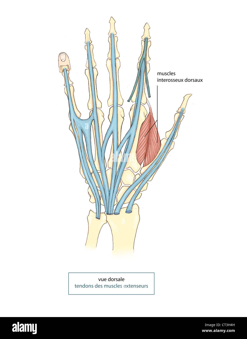 Interossei muscles of hand hi-res stock photography and images - Alamy