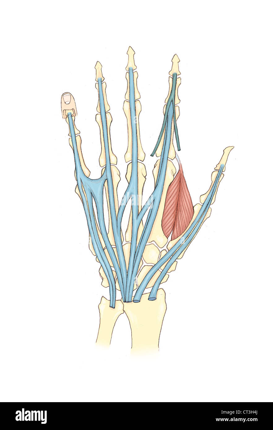 Interossei muscles of hand hi-res stock photography and images - Alamy